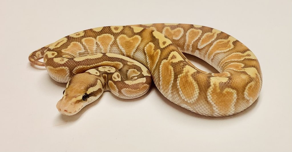 Banana Lesser GHI Ball Python by BHB Reptiles - MorphMarket