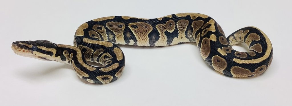 Spector Ball Python by BHB Reptiles - MorphMarket