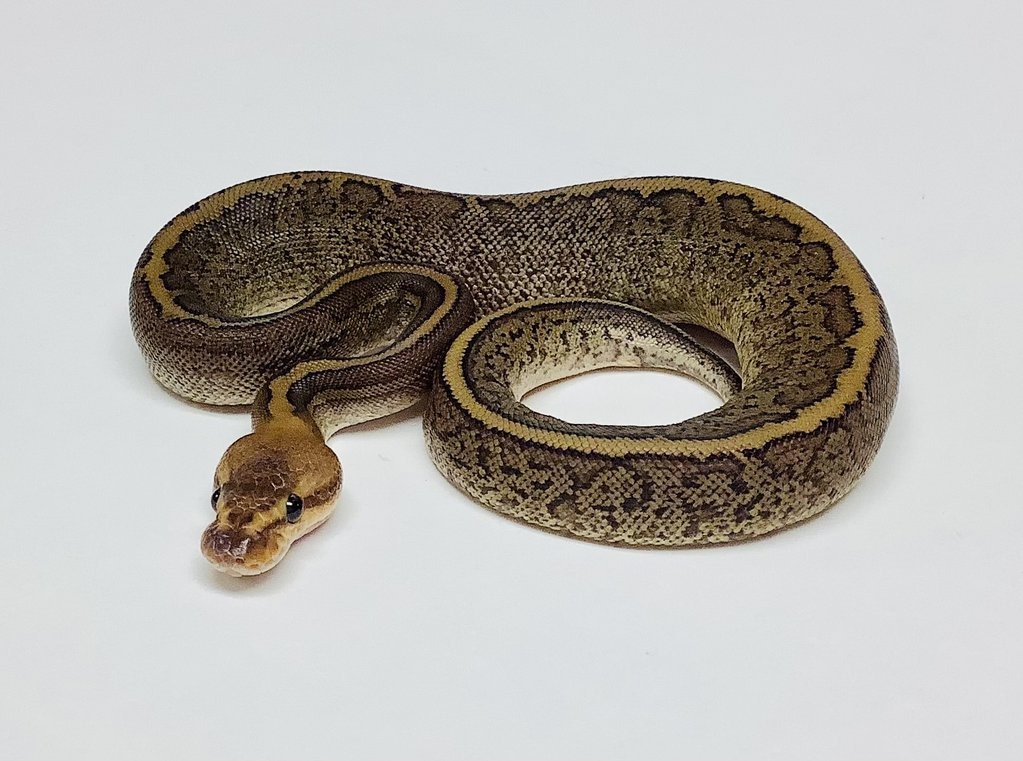 Camo Ball Python by BHB Reptiles - MorphMarket