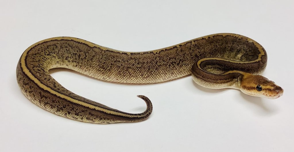 Camo Ball Python by BHB Reptiles - MorphMarket