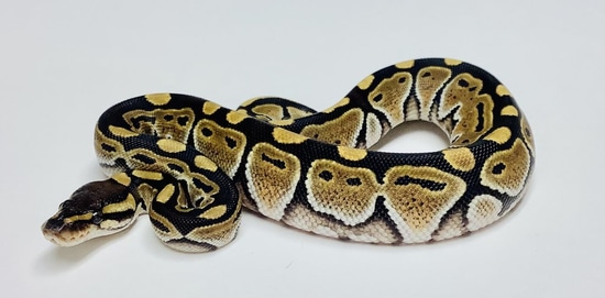 Het Russo Ball Python by BHB Reptiles