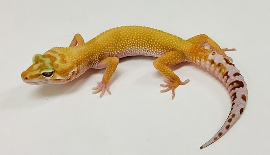 Sunglow Albino Tremper Pos Het Eclipse & Murphy Patternless Leopard ...