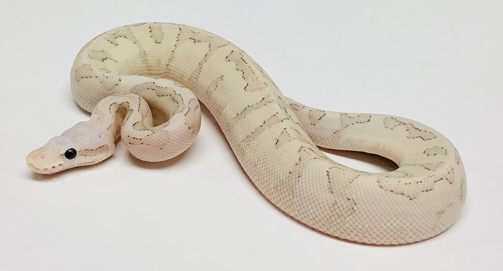 Pastel Vanilla Cream Bamboo Yellowbelly Ball Python by BHB Reptiles ...