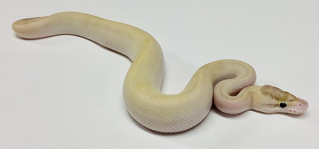 Puma Ball Python by BHB Reptiles - MorphMarket