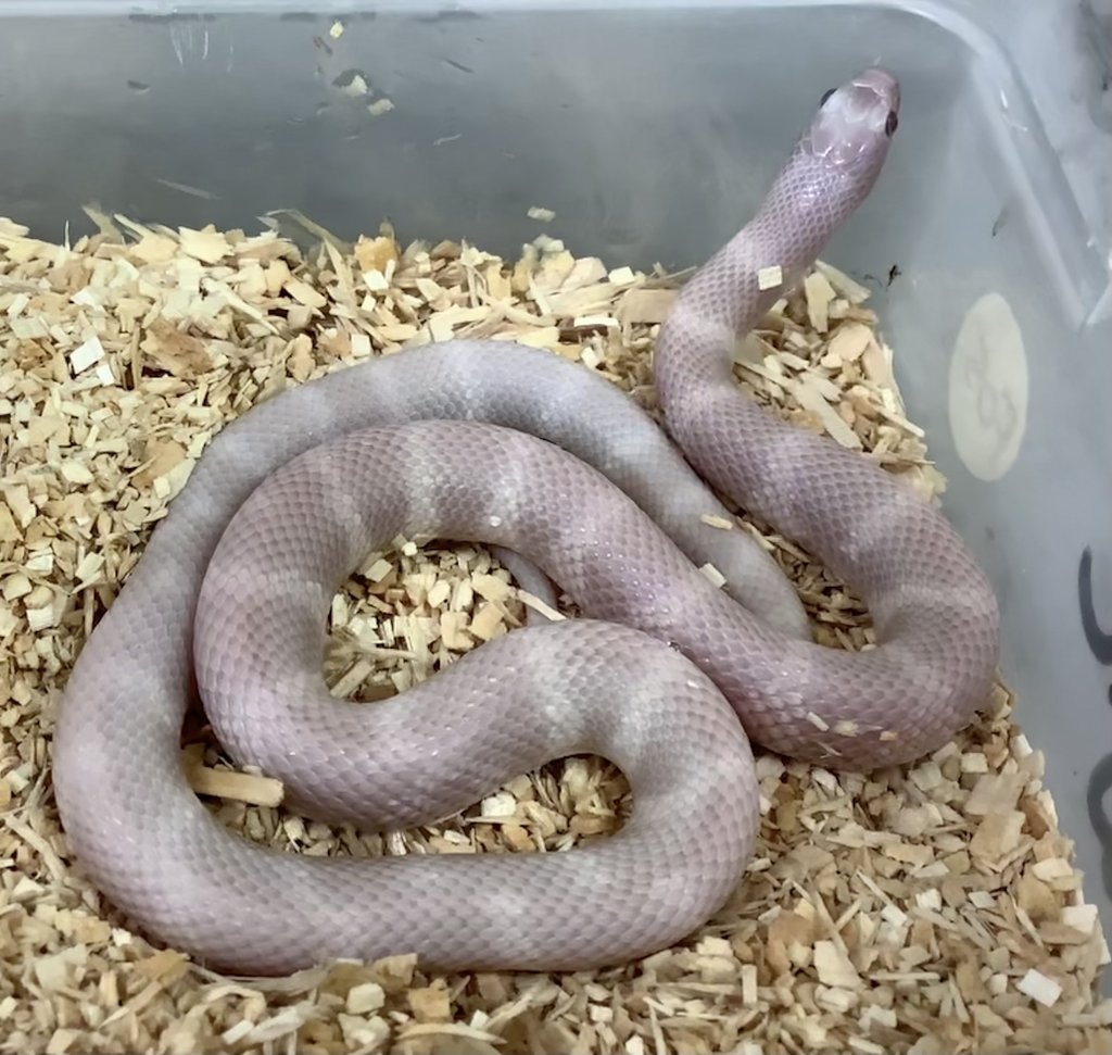 Lavender Snow California Kingsnake by BHB Reptiles - MorphMarket