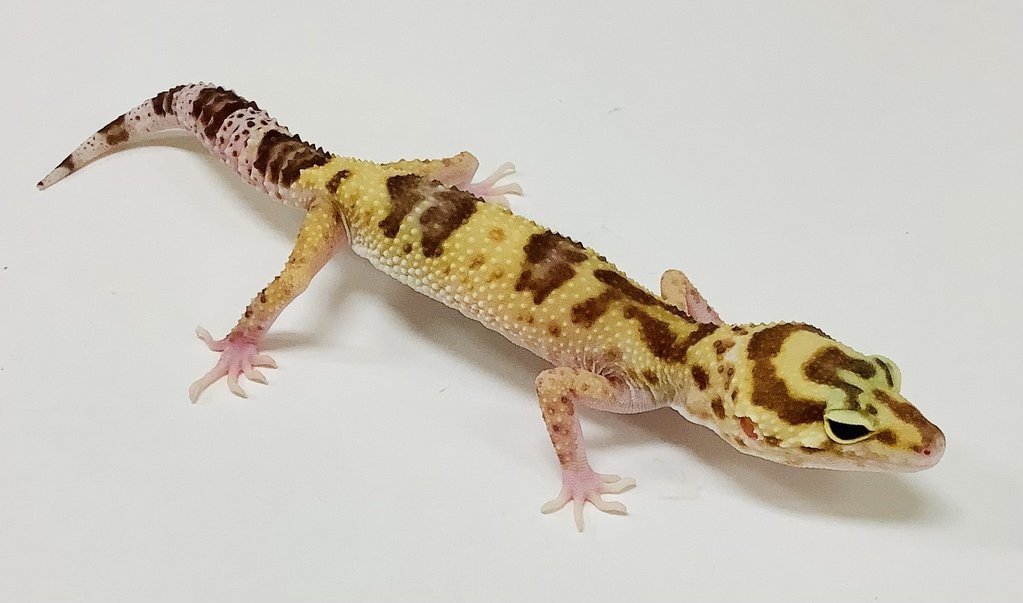 Mack Snow Raptor Leopard Gecko by BHB Reptiles - MorphMarket
