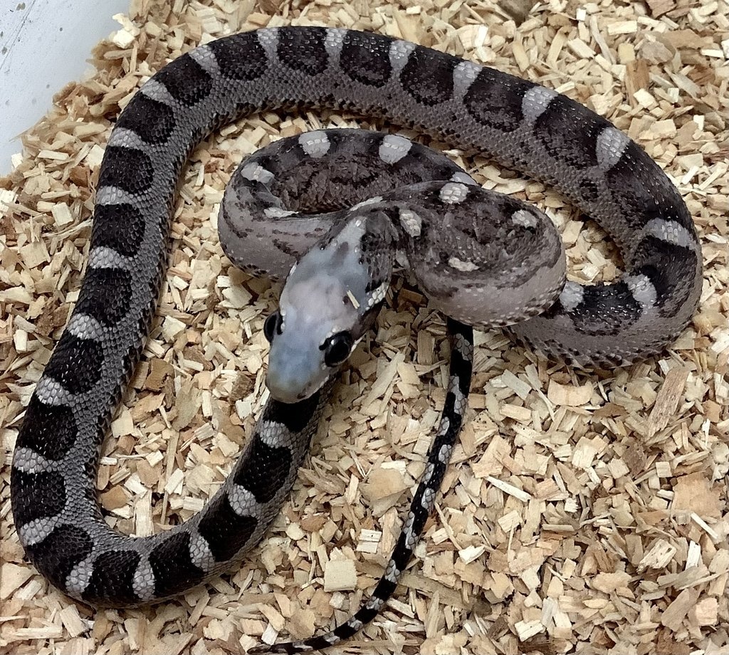 Anerythristic Tiger Scaleless Corn Snake by BHB Reptiles - MorphMarket