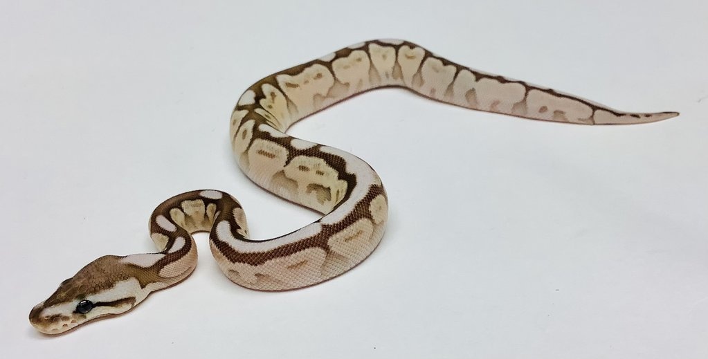 Pewter Lesser Bee Ball Python by BHB Reptiles - MorphMarket