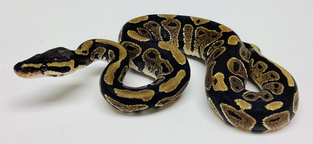 Spector Ball Python by BHB Reptiles - MorphMarket