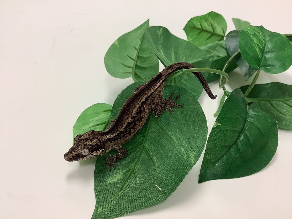 Super Stripe Possible Phantom Eye- Gargoyle Gecko- Male #NBS03 by BHB ...