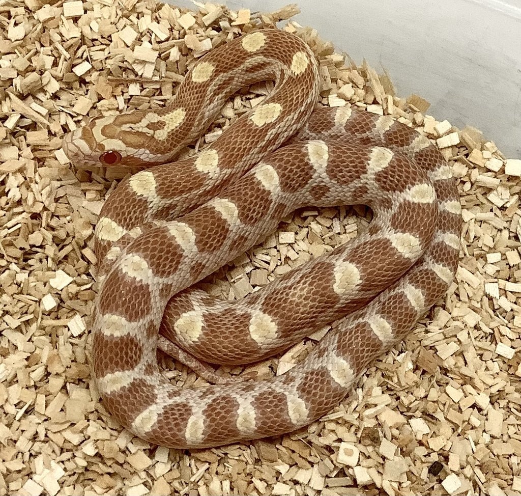 Butter Het Amber Corn Snake by BHB Reptiles - MorphMarket