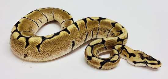 Vanilla Spider Ball Python by BHB Reptiles