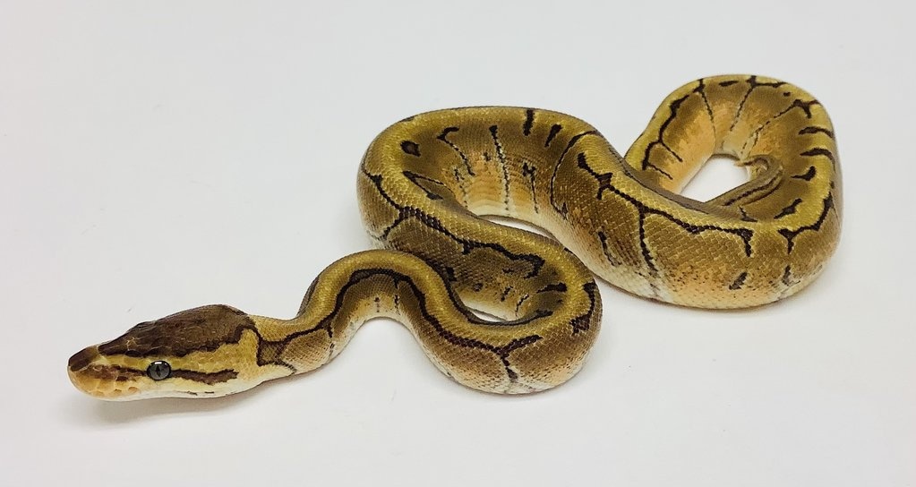 Enchi Pinstripe Ball Python by BHB Reptiles - MorphMarket