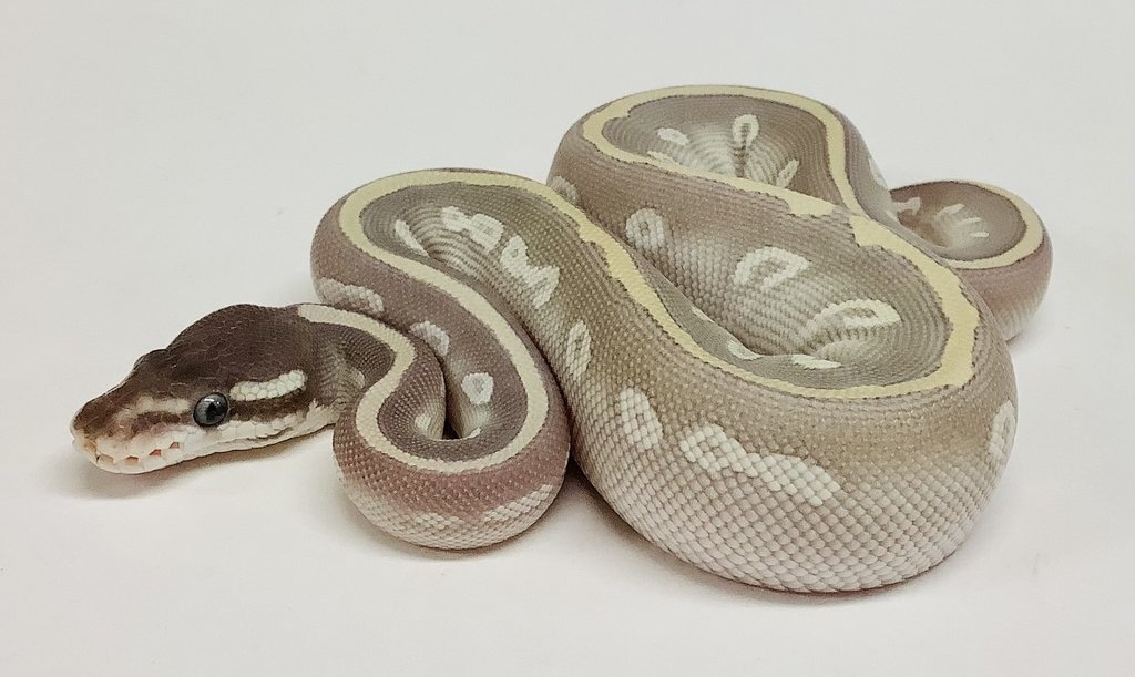 Mystic Potion Ball Python by BHB Reptiles - MorphMarket