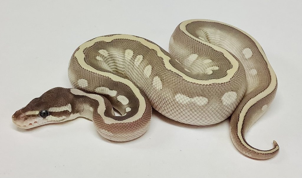 Mystic Potion Ball Python by BHB Reptiles - MorphMarket
