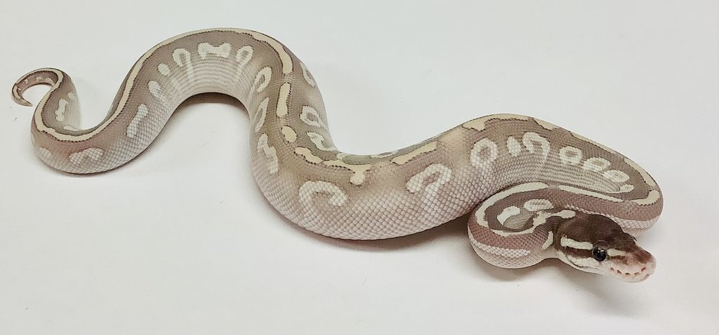 Mystic Potion Ball Python by BHB Reptiles - MorphMarket