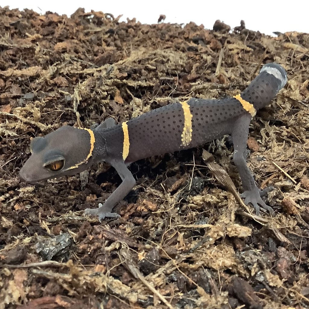 CHINESE CAVE GECKO GH- Male - #GH1-M-51421-1 Other Gecko by BHB ...