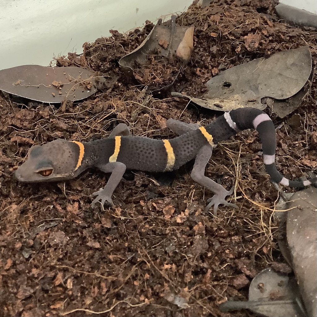 CHINESE CAVE GECKO GH- Male- #GH1-M-8121-3 Other Gecko by BHB Reptiles ...