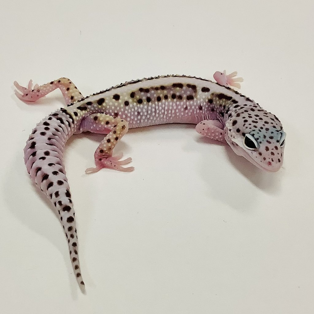 Stripe Mack Snow Eclipse Pos Het Bell Albino Leopard Gecko by BHB ...