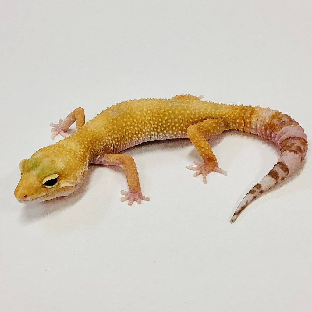 Raptor Leopard Gecko by BHB Reptiles - MorphMarket
