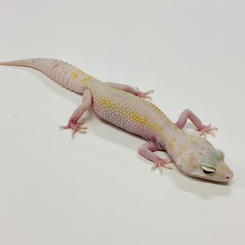 Pastel Raptor W/Y Leopard Gecko by BHB Reptiles - MorphMarket