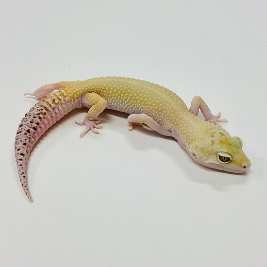 Pastel Super Hypo W/Y Eclipse Leopard Gecko by BHB Reptiles