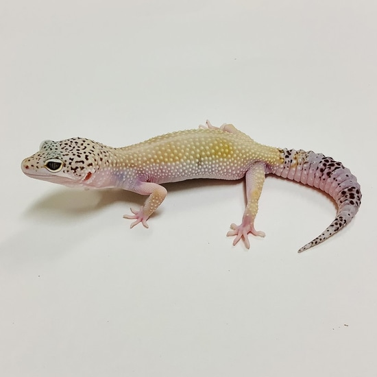 Super Hypo Mack Snow W/Y Leopard Gecko by BHB Reptiles