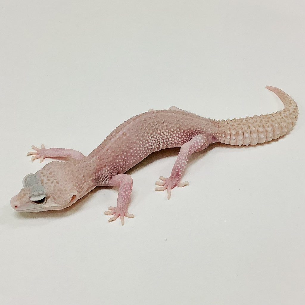 Super Raptor Leopard Gecko by BHB Reptiles - MorphMarket