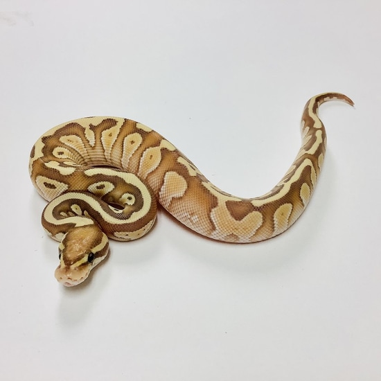 Banana Lesser Ball Python by BHB Reptiles