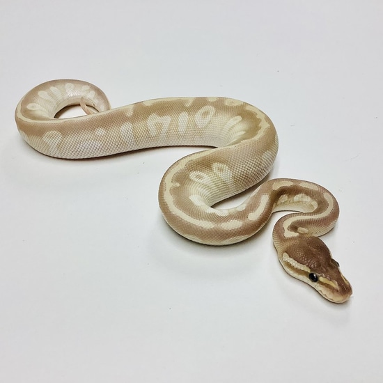 Crystal Ball Python by BHB Reptiles
