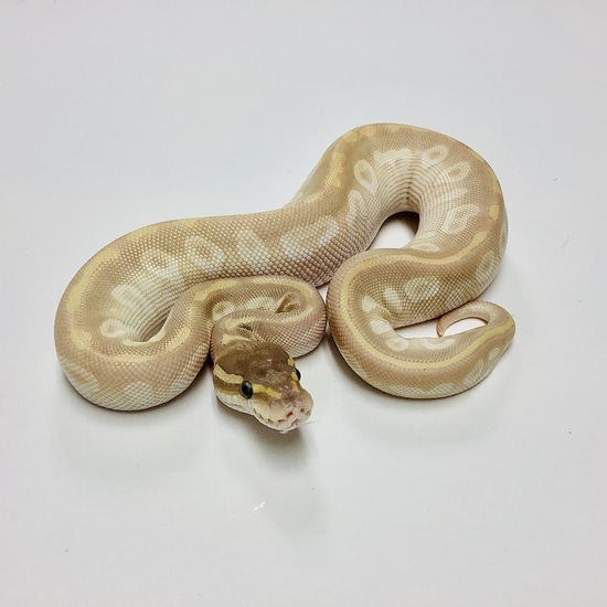 Crystal Ball Python by BHB Reptiles