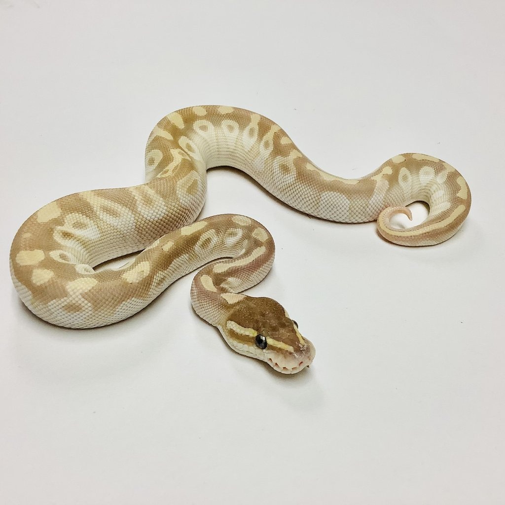 Crystal Ball Python by BHB Reptiles - MorphMarket