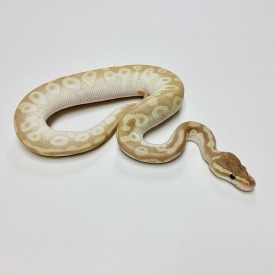 Crystal Ball Python by BHB Reptiles