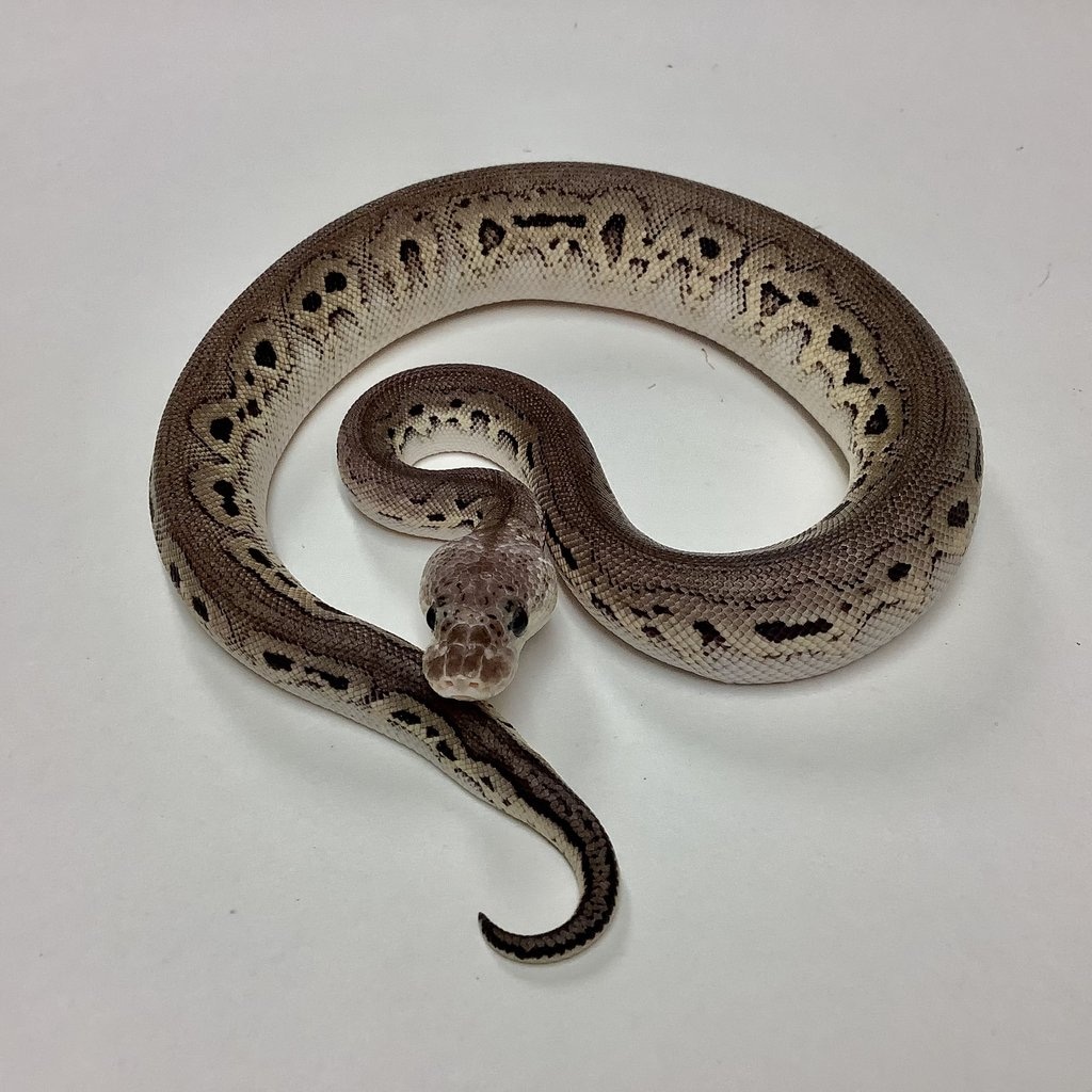 Pewter Clown Ball Python by BHB Reptiles - MorphMarket