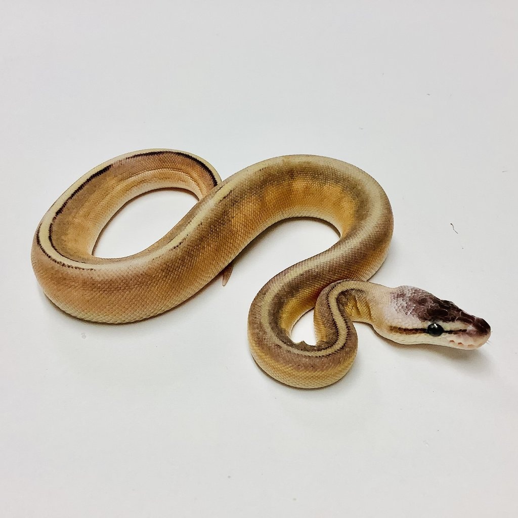 Super Pastel Genetic Stripe Ball Python by BHB Reptiles - MorphMarket