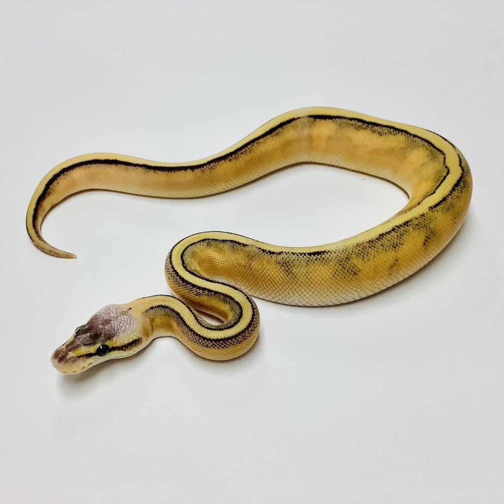 Super Pastel Genetic Stripe Ball Python by BHB Reptiles - MorphMarket