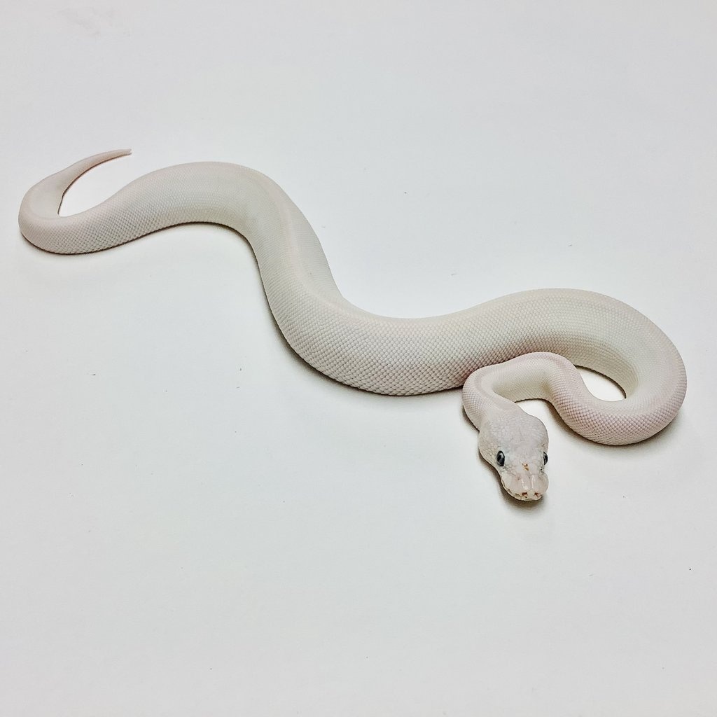 Blue Eyed Leucistic Ball Python by BHB Reptiles - MorphMarket