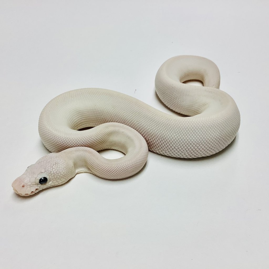 Blue Eyed Leucistic Ball Python by BHB Reptiles - MorphMarket