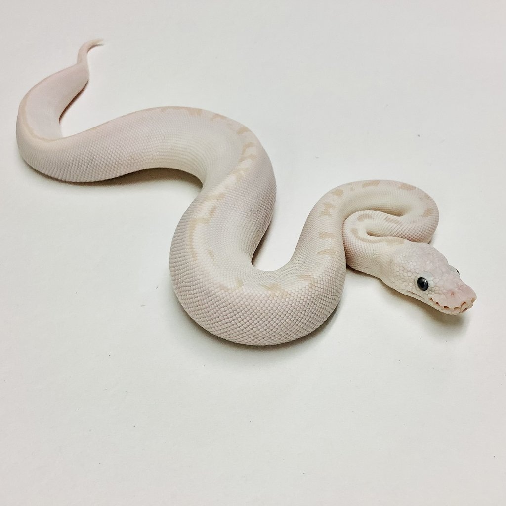Super Russo Ball Python by BHB Reptiles - MorphMarket