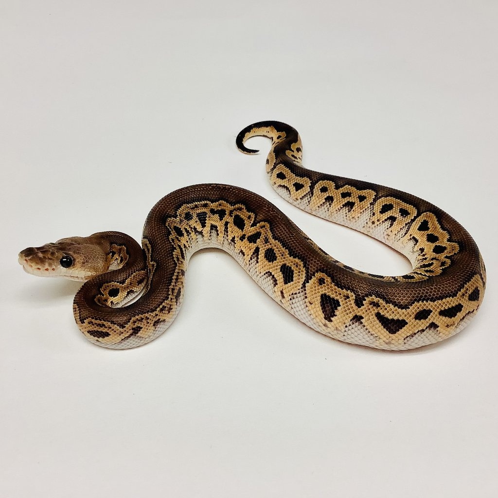 Black Pastel Clown Ball Python by BHB Reptiles - MorphMarket