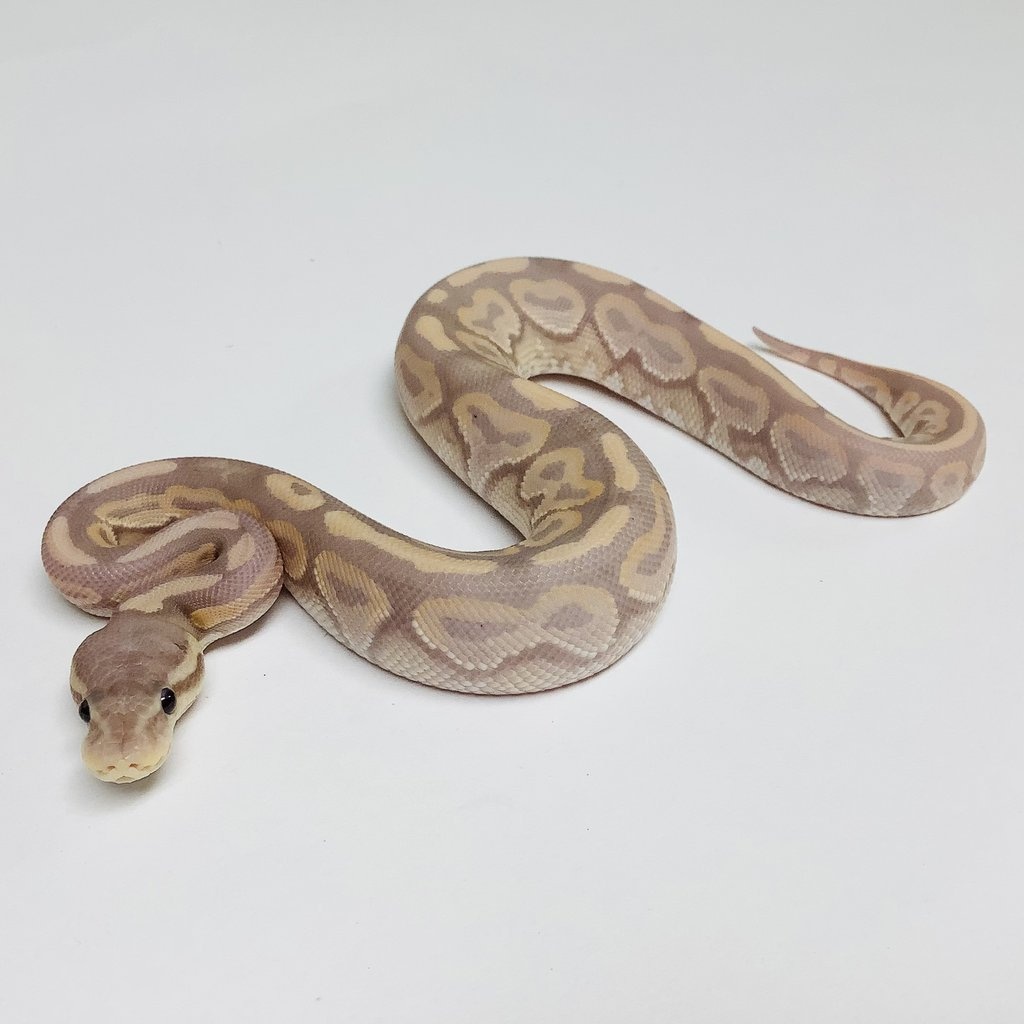 Banana Cinnamon Ball Python by BHB Reptiles - MorphMarket