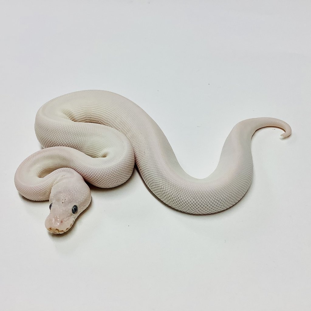 Blue Eyed Leucistic Ball Python by BHB Reptiles - MorphMarket