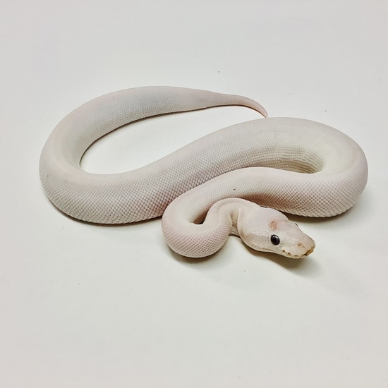 Blue Eyed Leucistic Ball Python by BHB Reptiles