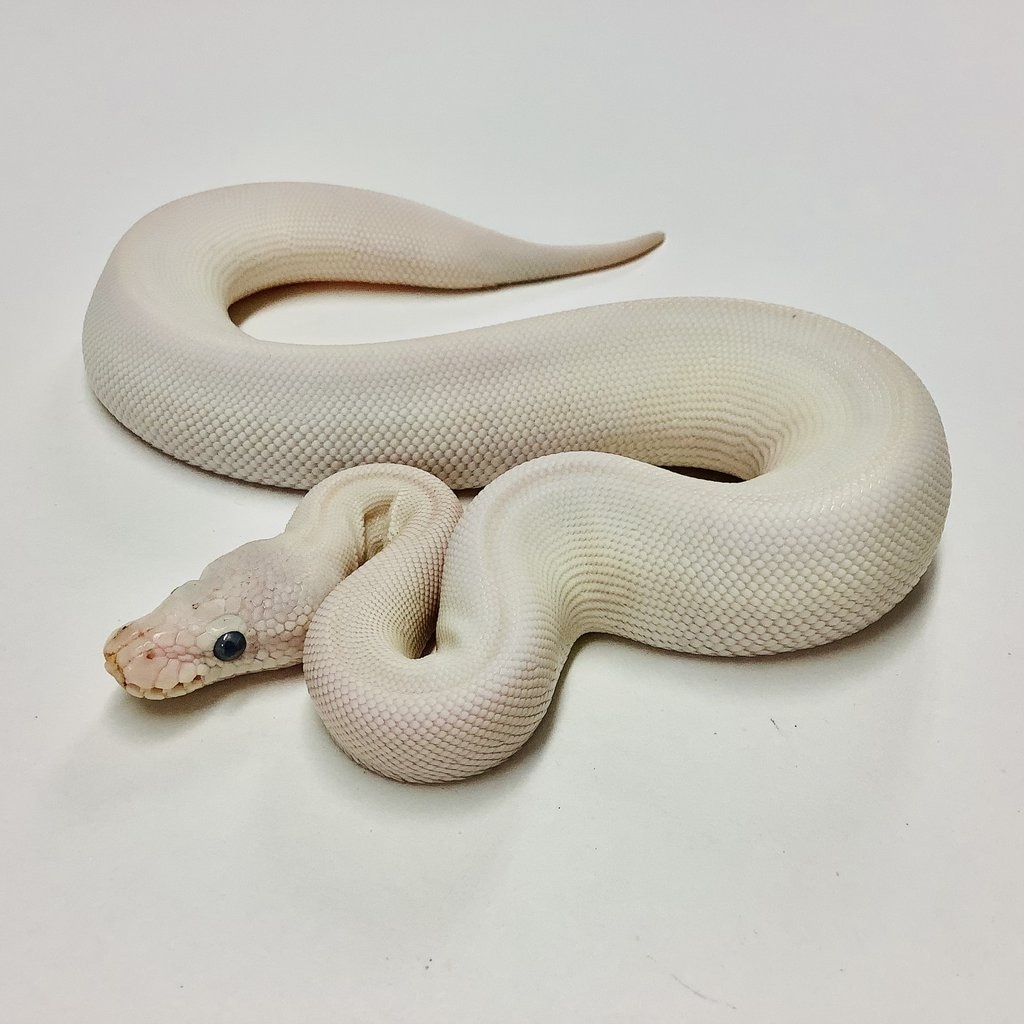 Blue Eyed Leucistic Ball Python by BHB Reptiles - MorphMarket