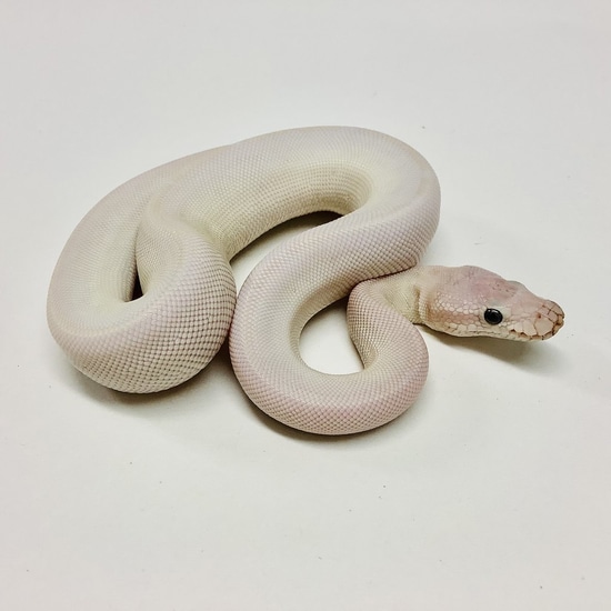 Blue Eyed Leucistic Ball Python by BHB Reptiles