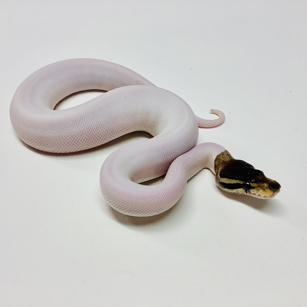 Cinnamon Pied Ball Python by BHB Reptiles - MorphMarket