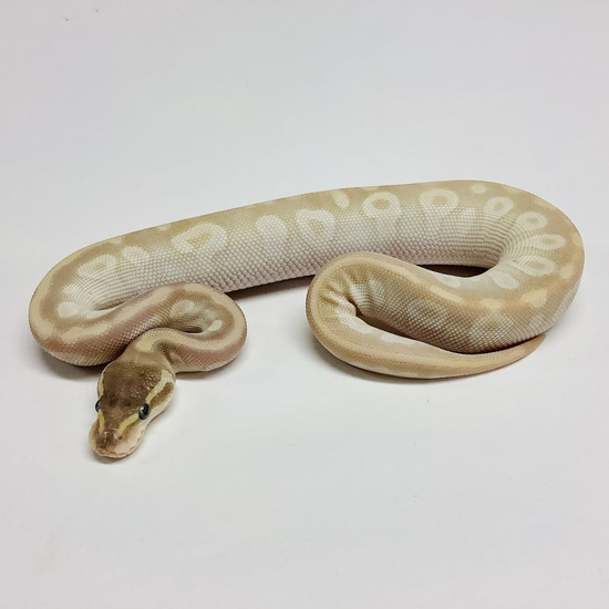 Crystal Ball Python by BHB Reptiles