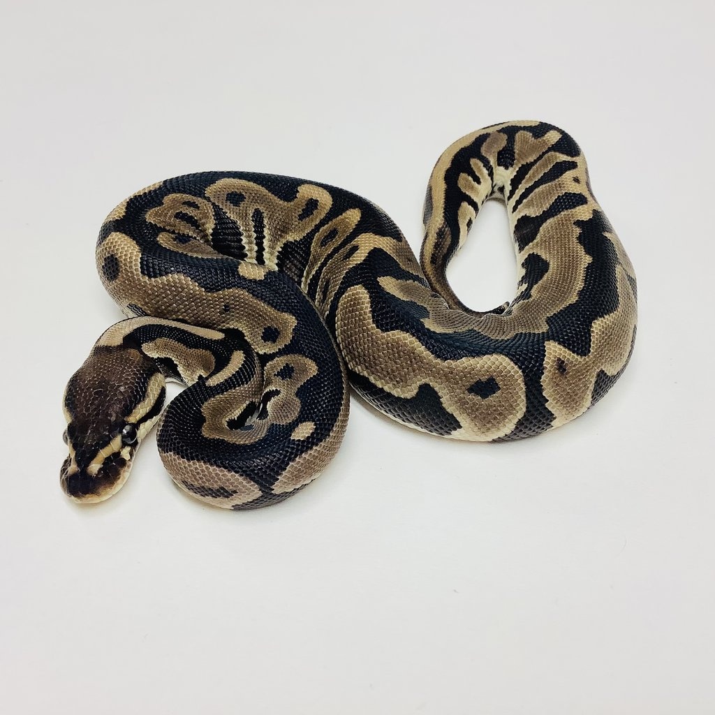 Lori Ball Python by BHB Reptiles - MorphMarket