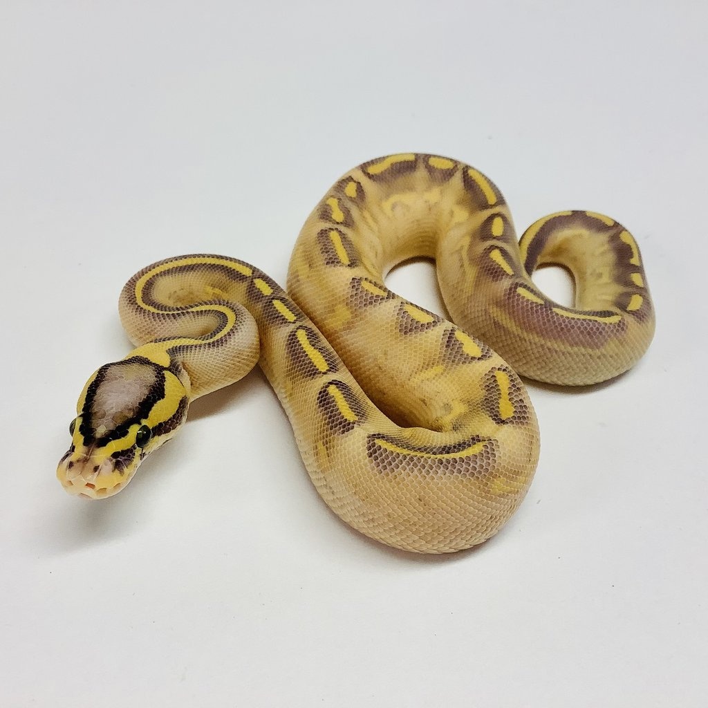 Mardi Gras Ball Python by BHB Reptiles - MorphMarket