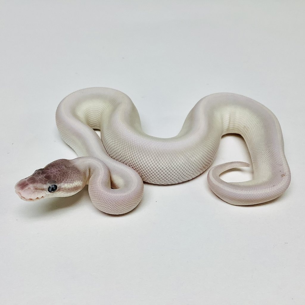 Super Mojave Ball Python by BHB Reptiles - MorphMarket